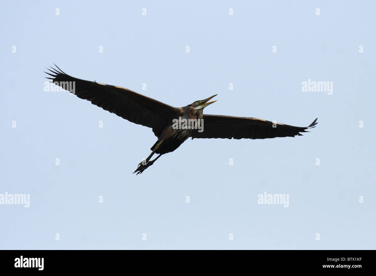 Flying purple heron ardea hi-res stock photography and images - Alamy