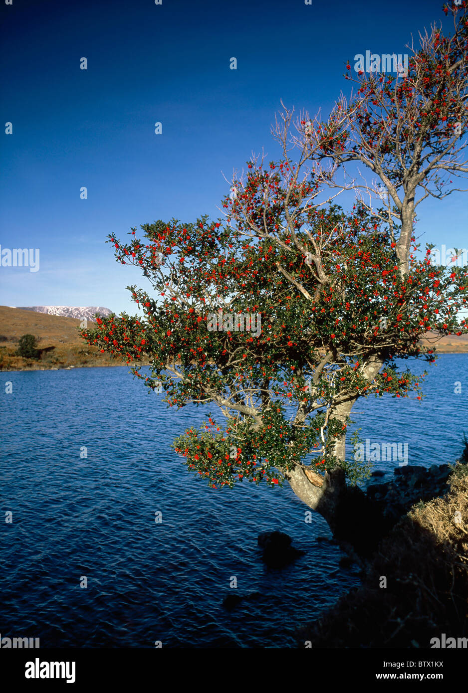 Co Donegal, Ireland; Holly Tree With Muckish In The Distance Stock ...