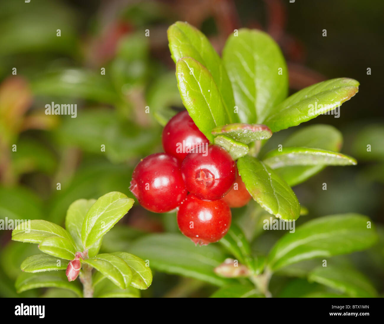 Macro photography of a small berry hi-res stock photography and images ...
