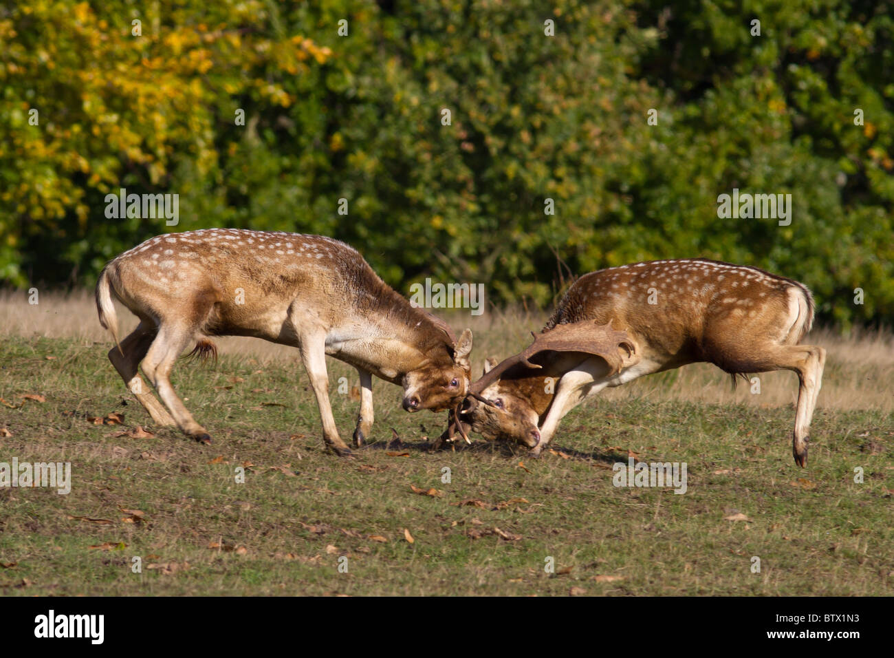 two male bucks fighting Stock Photo - Alamy