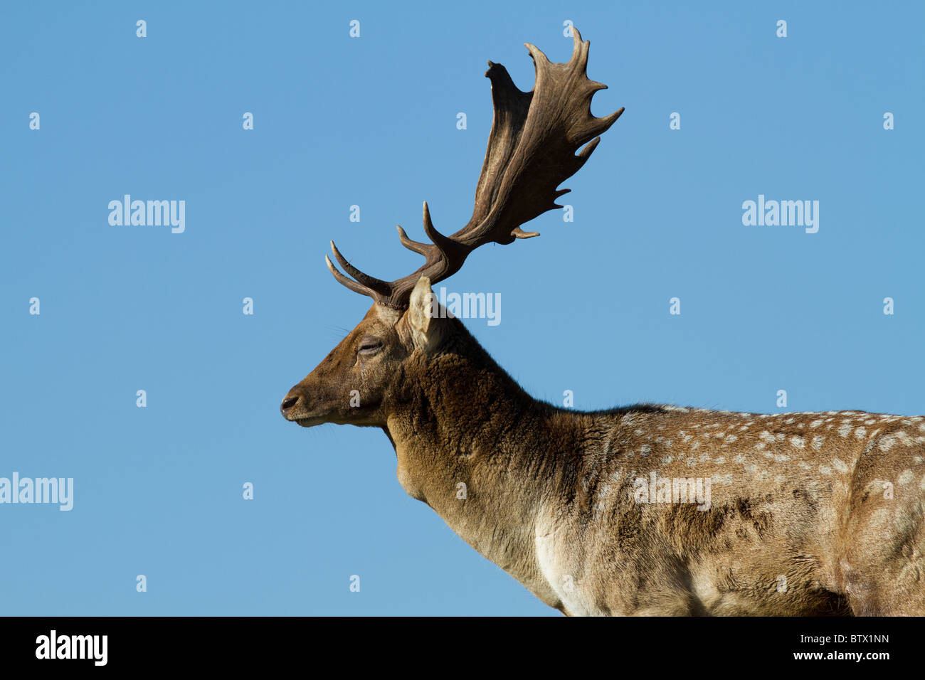 Profile of male stag Stock Photo - Alamy