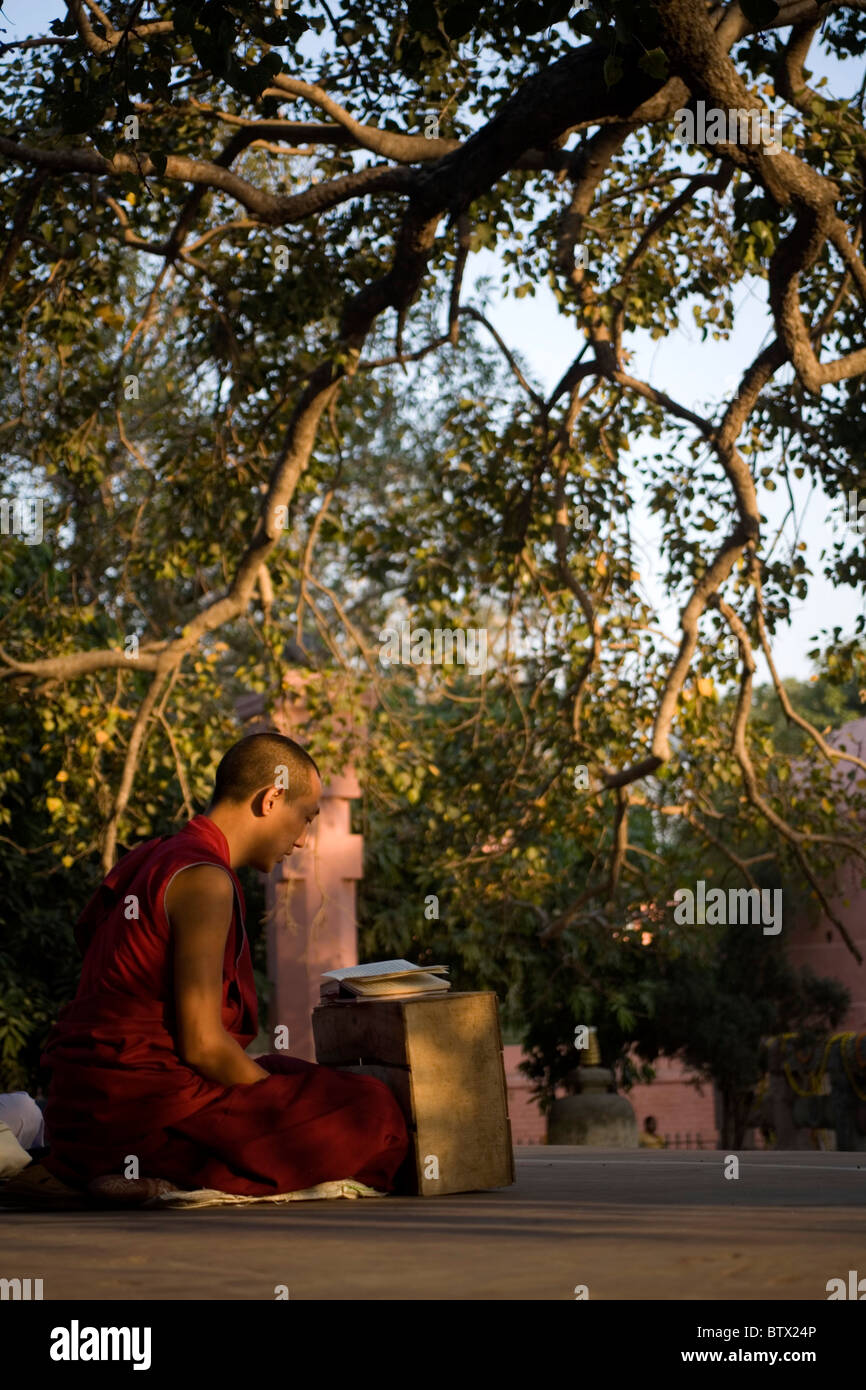 Monks under the tree hi-res stock photography and images - Alamy