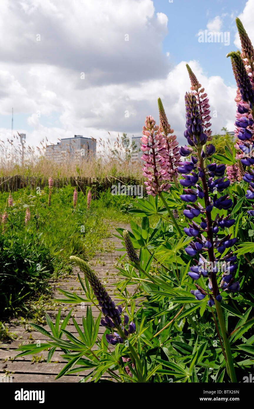 Lupin tower hi-res stock photography and images - Alamy