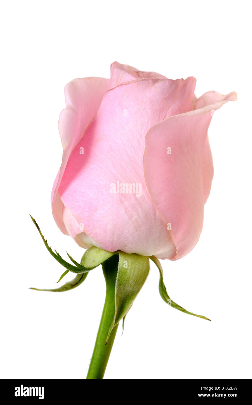 Rose decoration Cut Out Stock Images & Pictures - Alamy