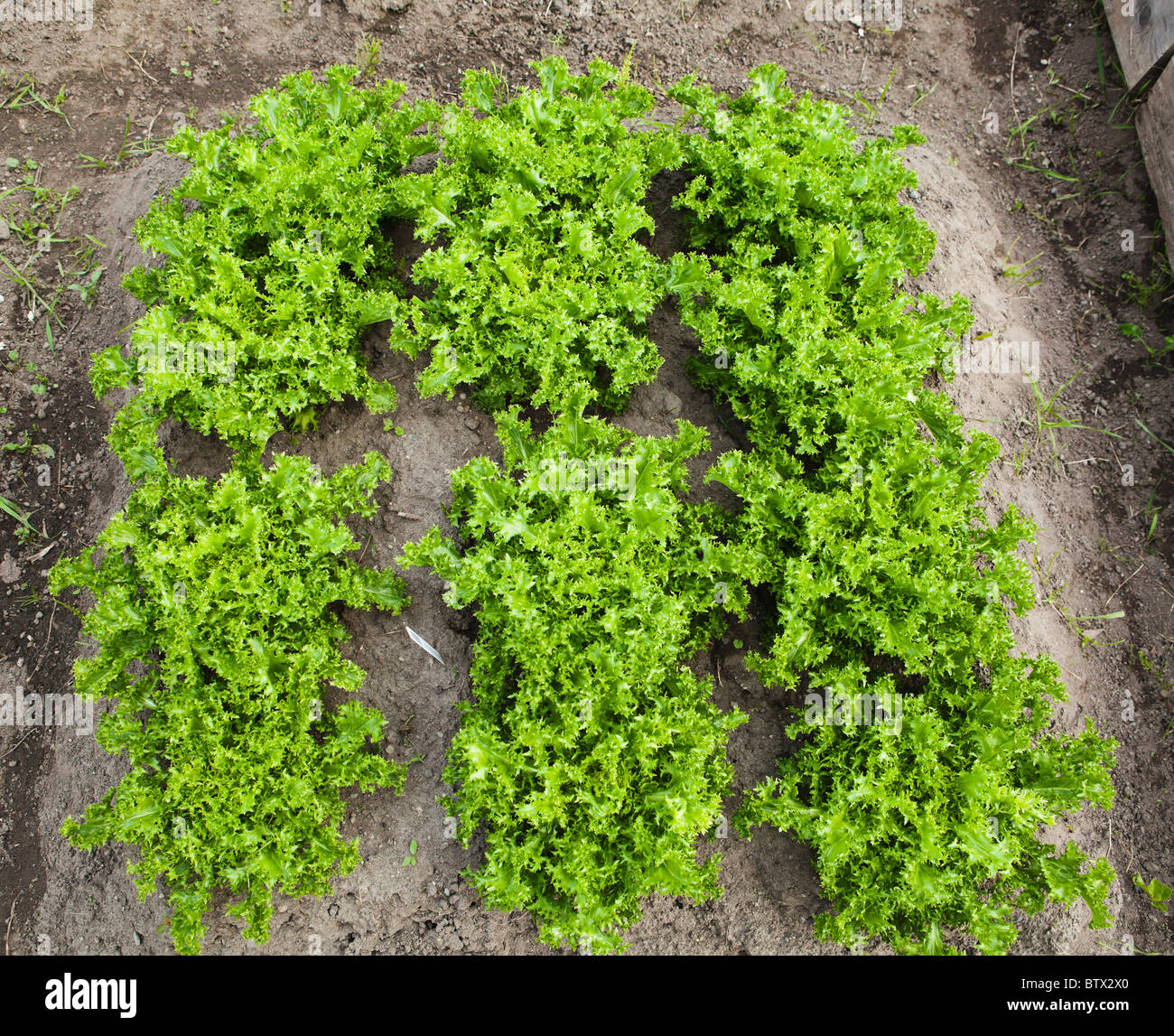 Plot of endive in a small vegetable garden Stock Photo - Alamy