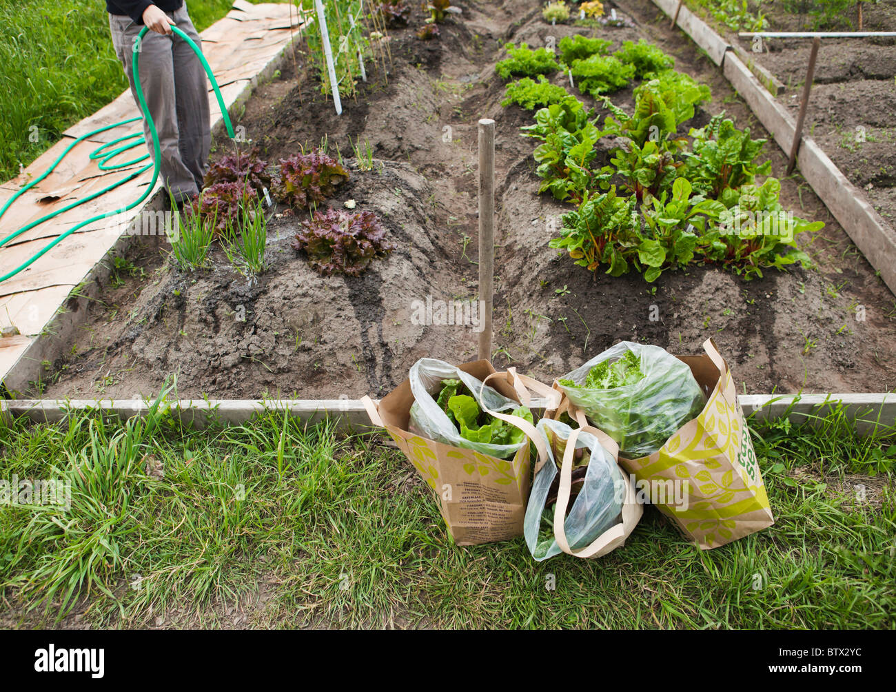 Cropped view of a woman watering her community garden plot with two ...