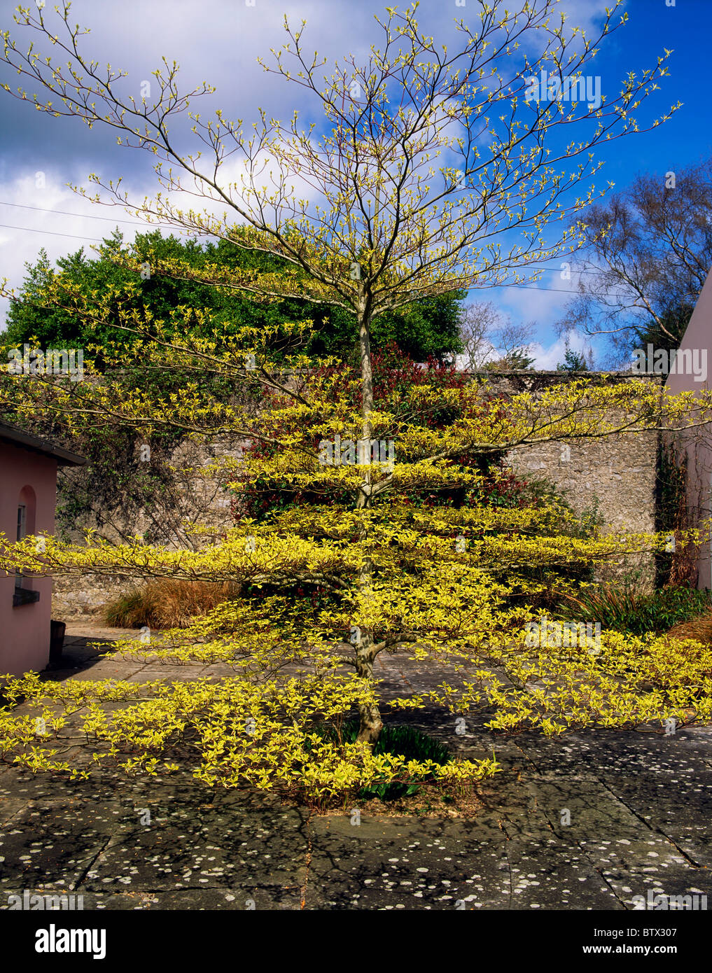 Ardsallagh House, Co Tipperary, Ireland; Cornus Controversa Variegata ...