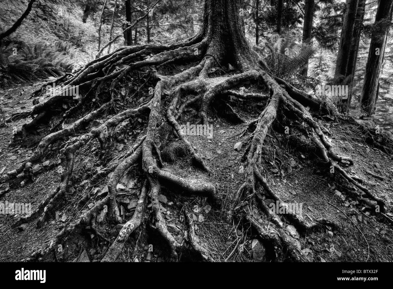 Exposed roots of trees. Washington Cascades Stock Photo - Alamy
