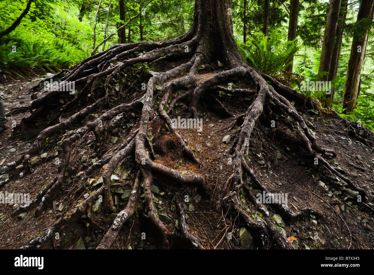 Exposed roots of trees. Washington Cascades Stock Photo - Alamy