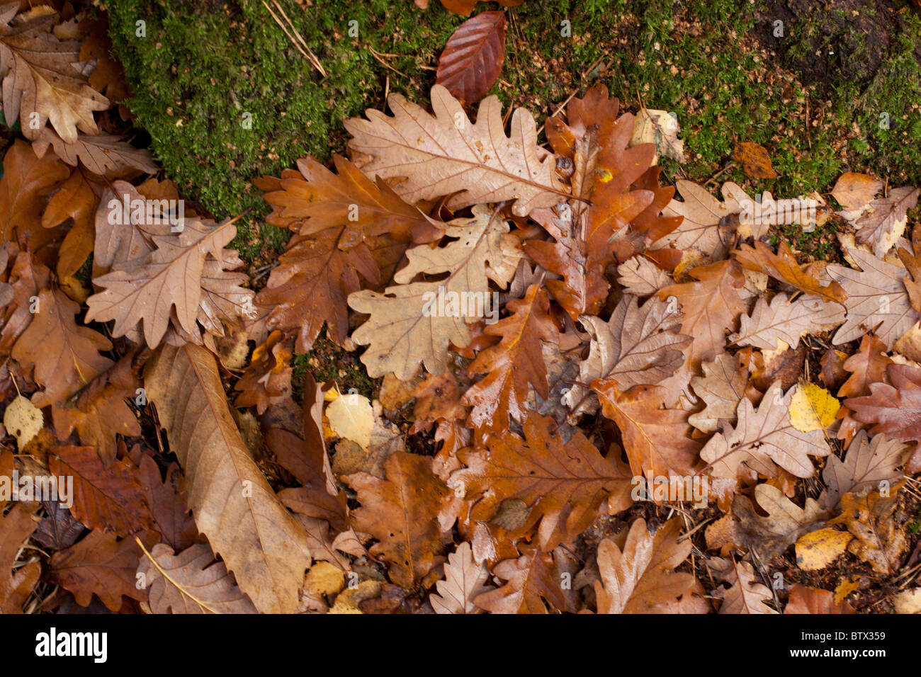 Autumn leaves and moss Stock Photo - Alamy