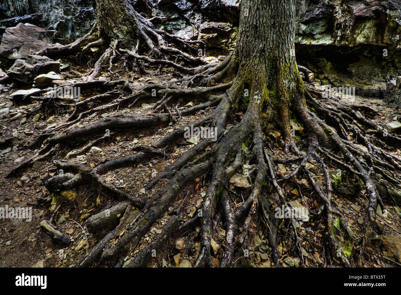 Exposed roots of trees. Washington Cascades Stock Photo - Alamy