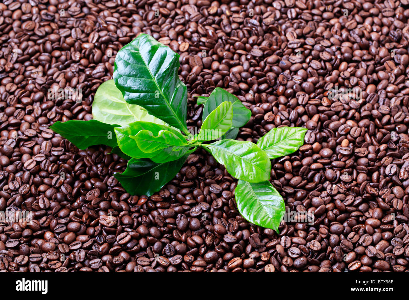 Cacao or coffee beans with leaves hi-res stock photography and images ...