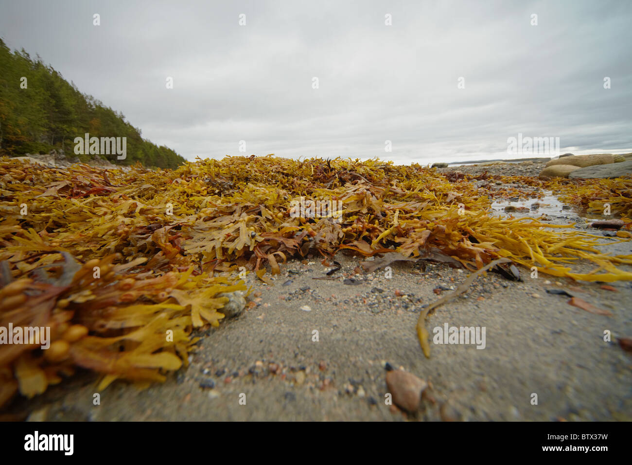 Brown seaweed on the northern shore during low tide Stock Photo - Alamy