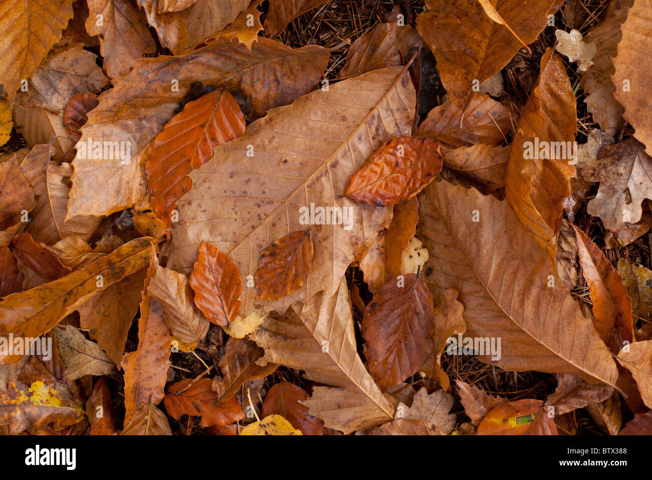 Tree roots covering ground hi-res stock photography and images - Alamy