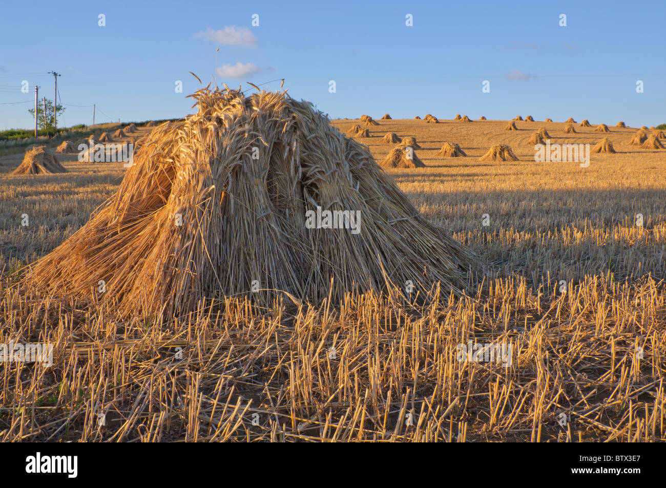 wheat sheaf for roofing thatch in somerset field Stock Photo - Alamy