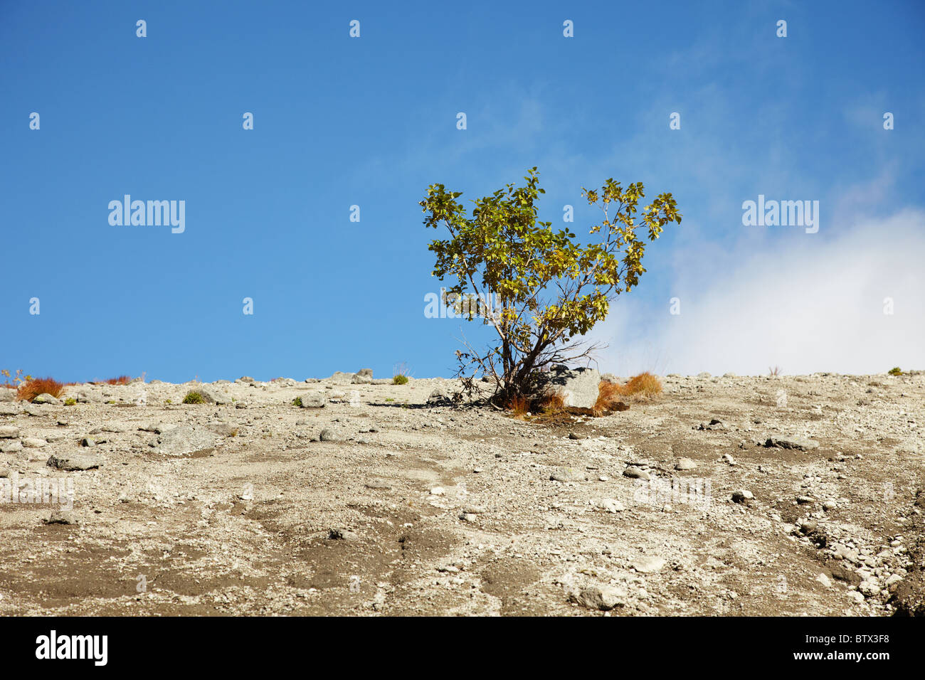 Lonely tree among the mountainous rocky plains Stock Photo - Alamy
