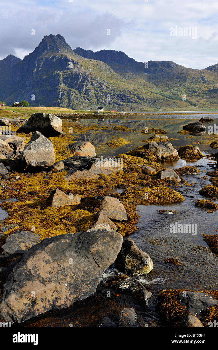 Low tide, fjord landscape in Lofoten islands, North Norway Stock Photo ...