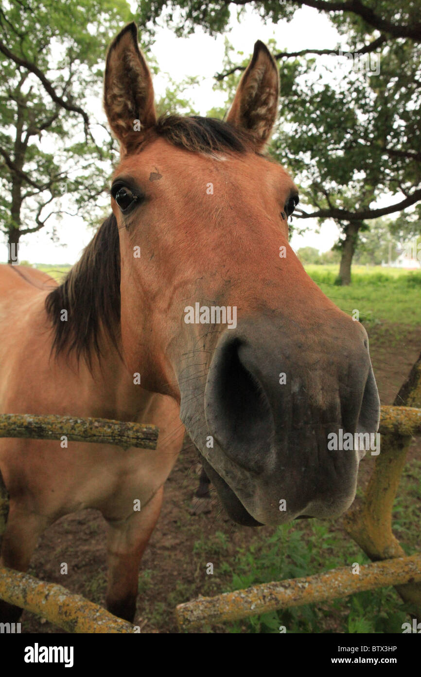 Horse behind fence hi-res stock photography and images - Alamy