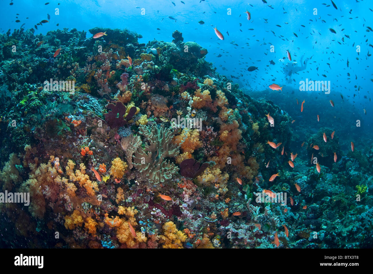 Coral Reef Plankton