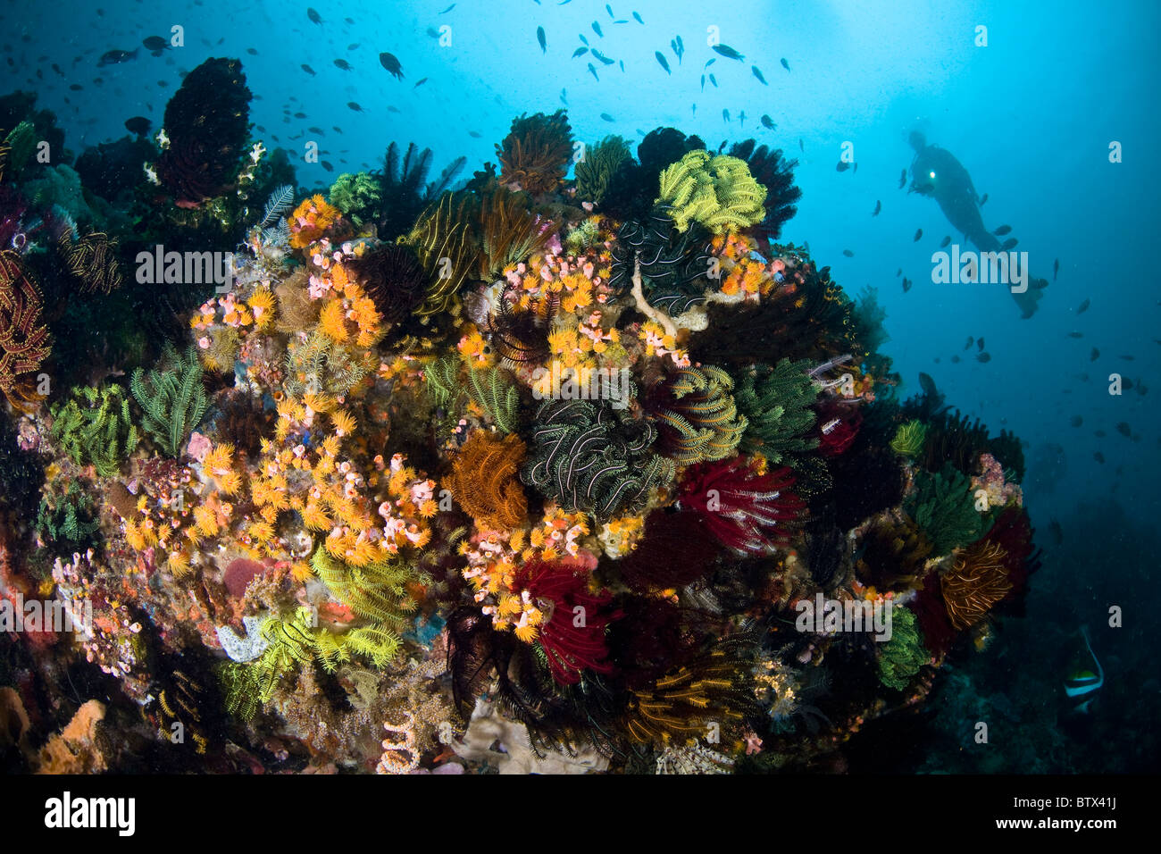 A diver swims over an incredibly diverse coral reef where marine life ...