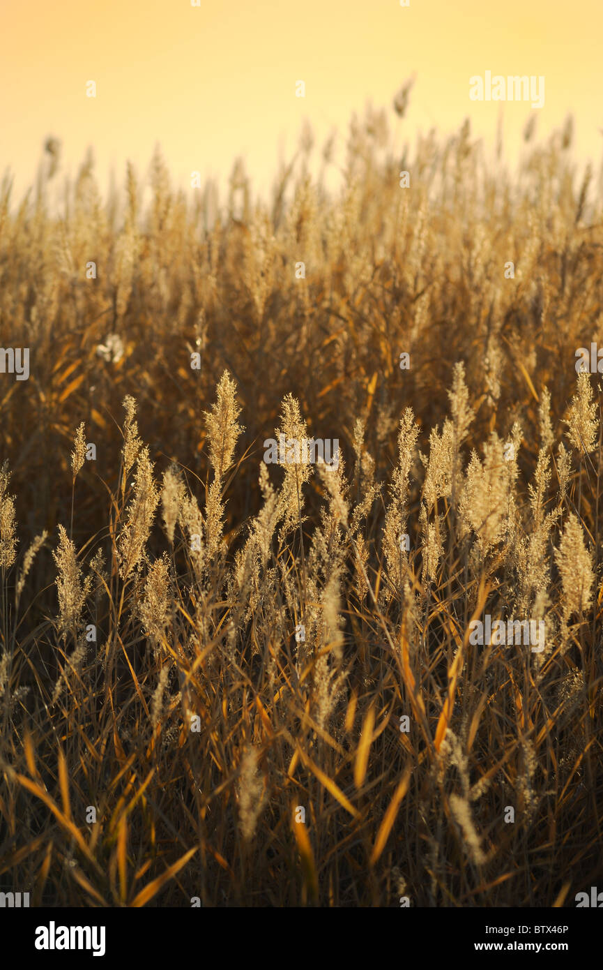 Bushy grass hi-res stock photography and images - Alamy