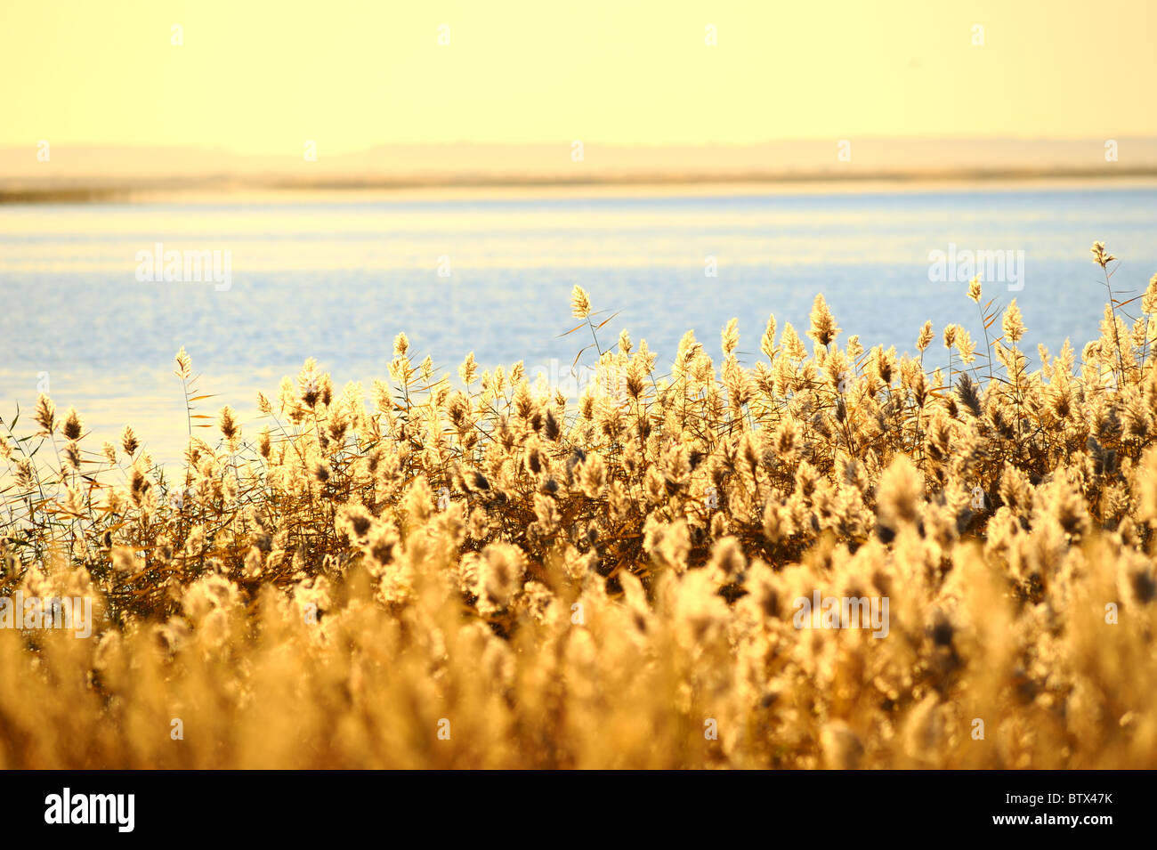 Bullrush silhouette hi-res stock photography and images - Alamy