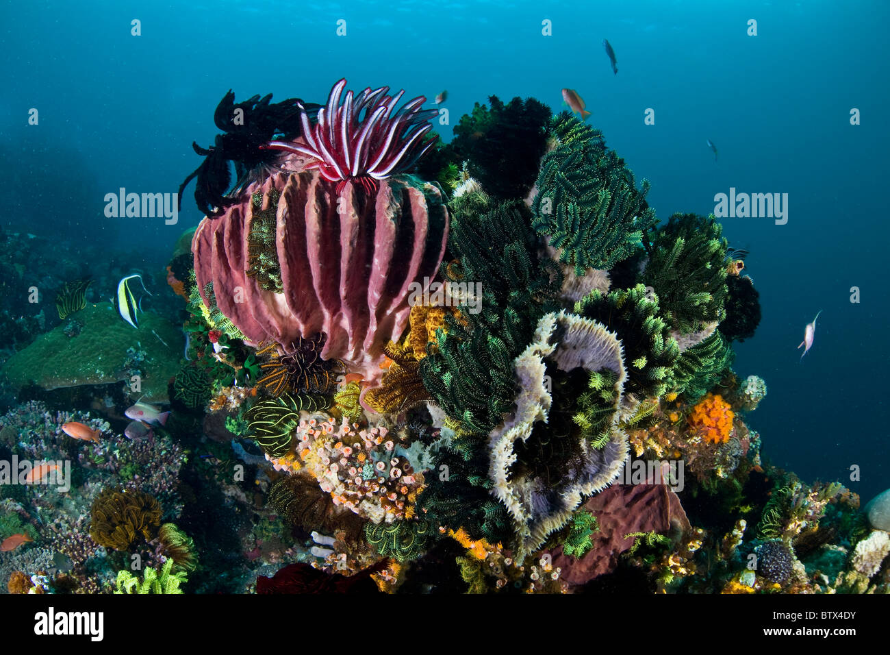 Marine Invertebrates