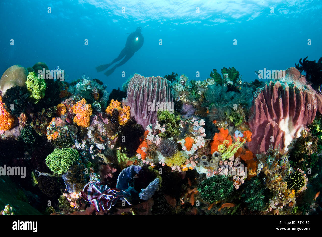 A diver swims over an incredibly rich coral reef where corals, sponges ...