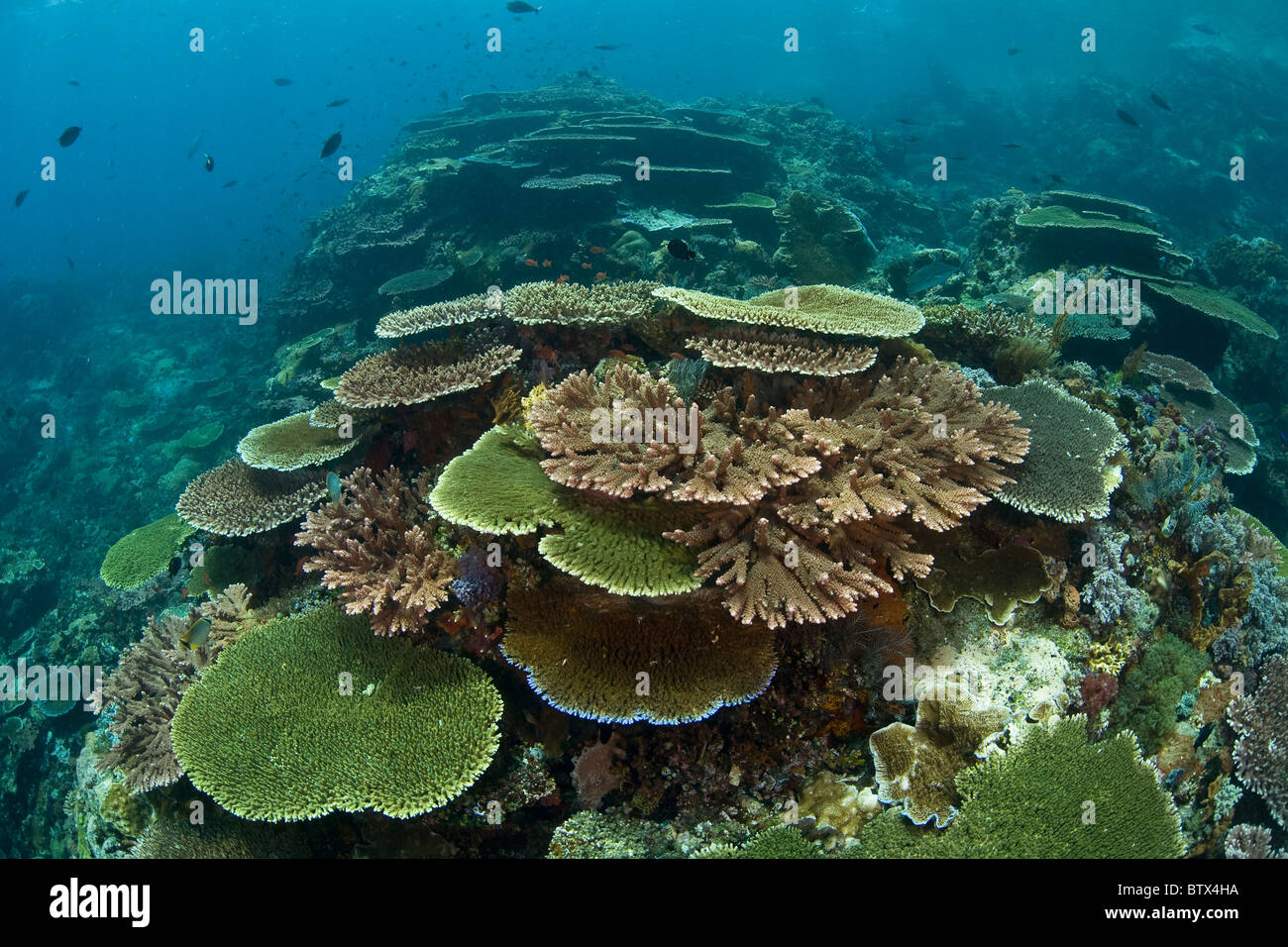Hard, reef-building corals grow on a healthy reef system near Komodo ...