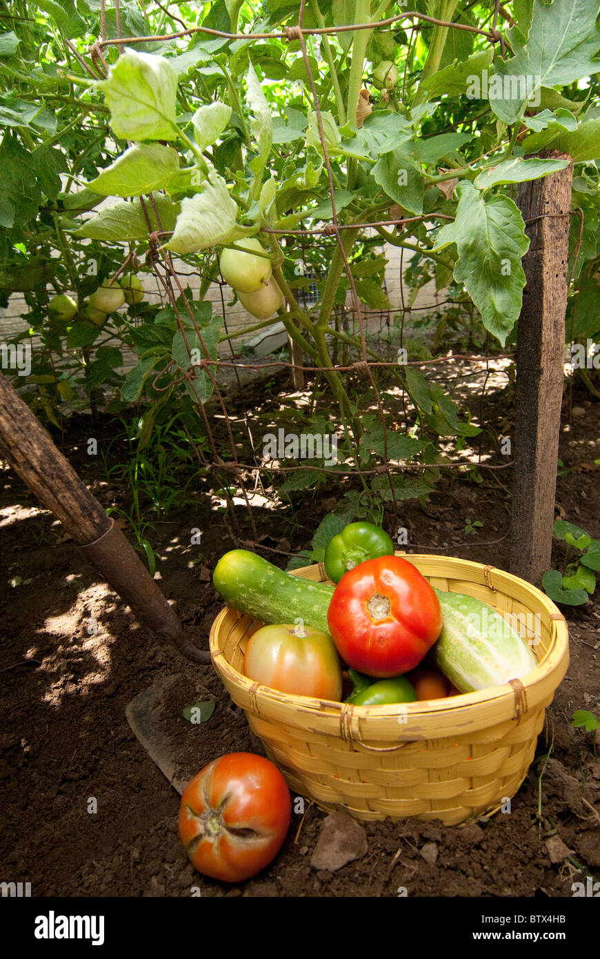 Basket of fresh fruit and vegetables Stock Photo - Alamy