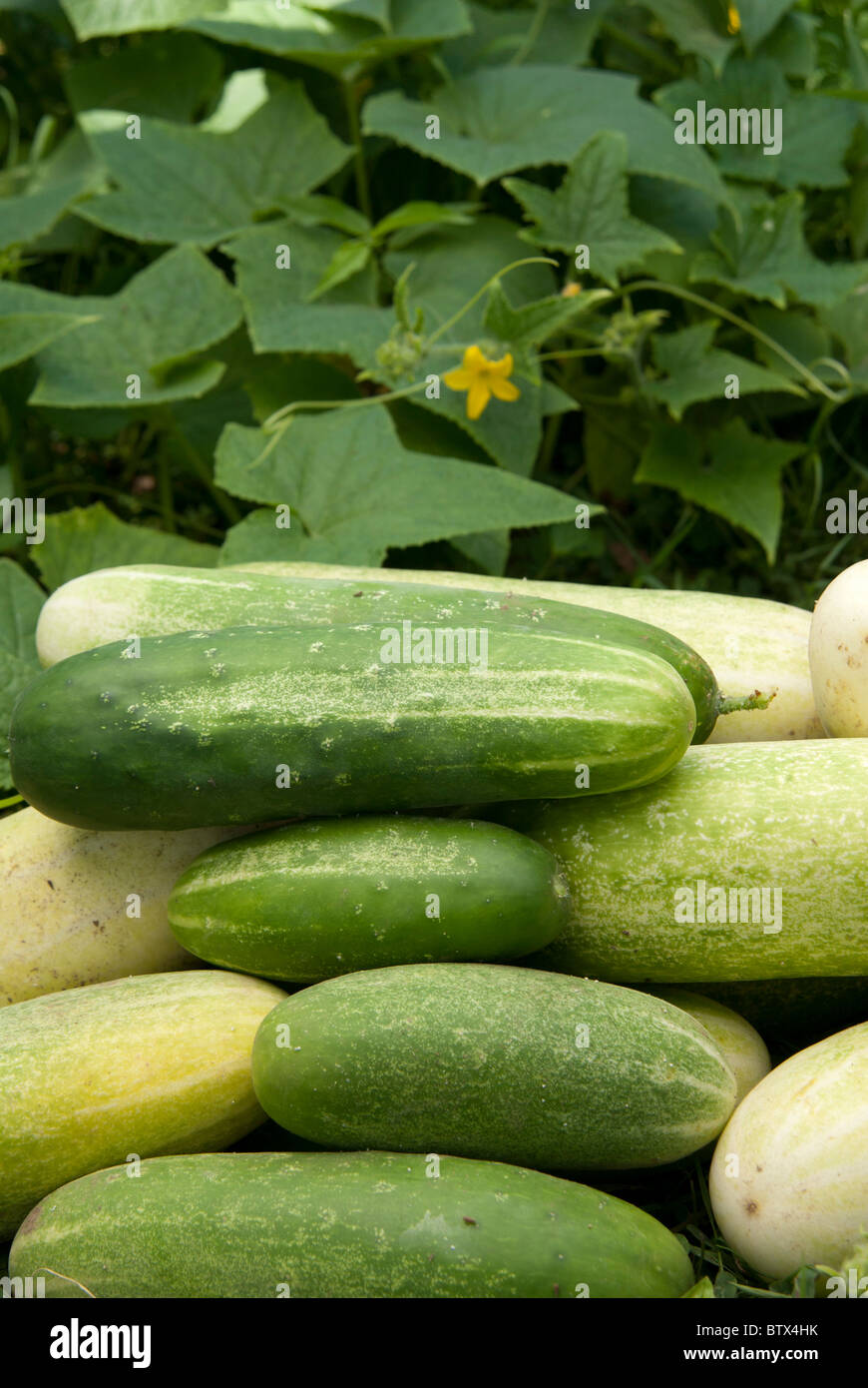 From cucumbers hi-res stock photography and images - Alamy