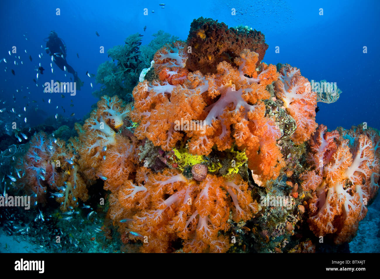 Colonies of soft coral hi-res stock photography and images - Alamy