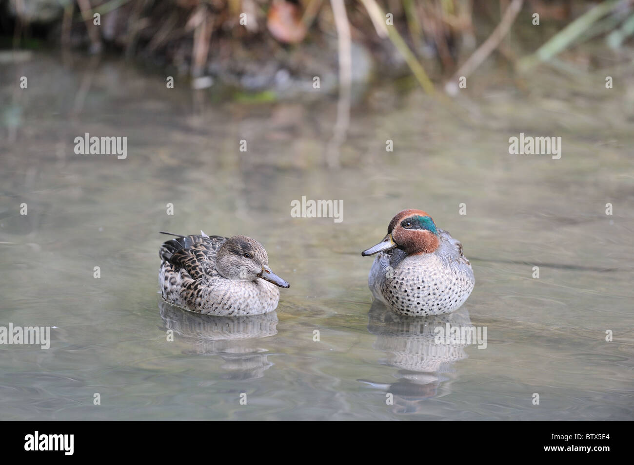 Eurasian common teal hi-res stock photography and images - Alamy
