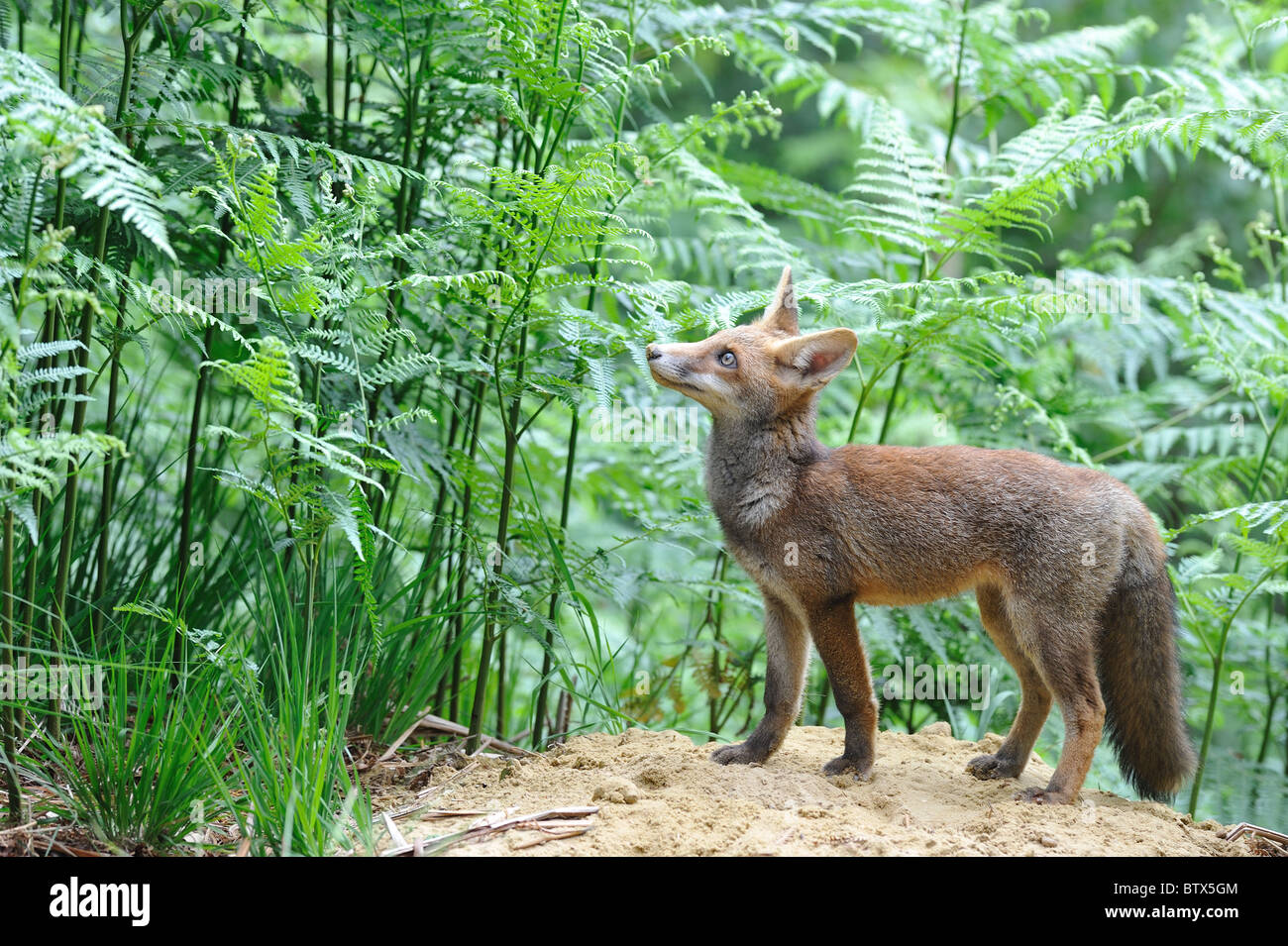 Common red fox (Vulpes vulpes) five-month-old cub standing close to the ...
