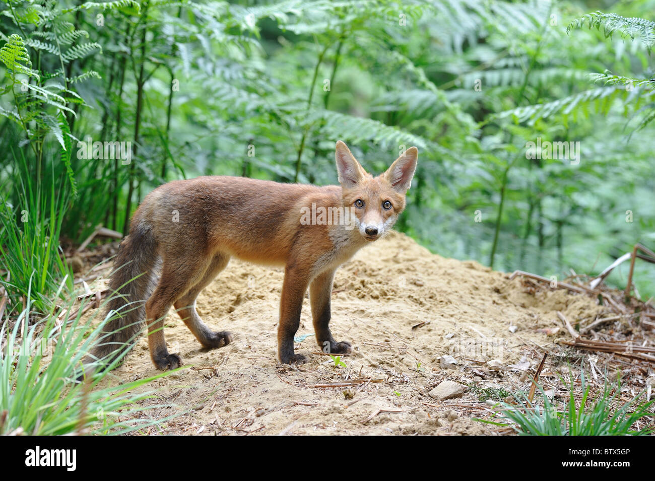 Common red fox (Vulpes vulpes) five-month-old cub standing close to the ...