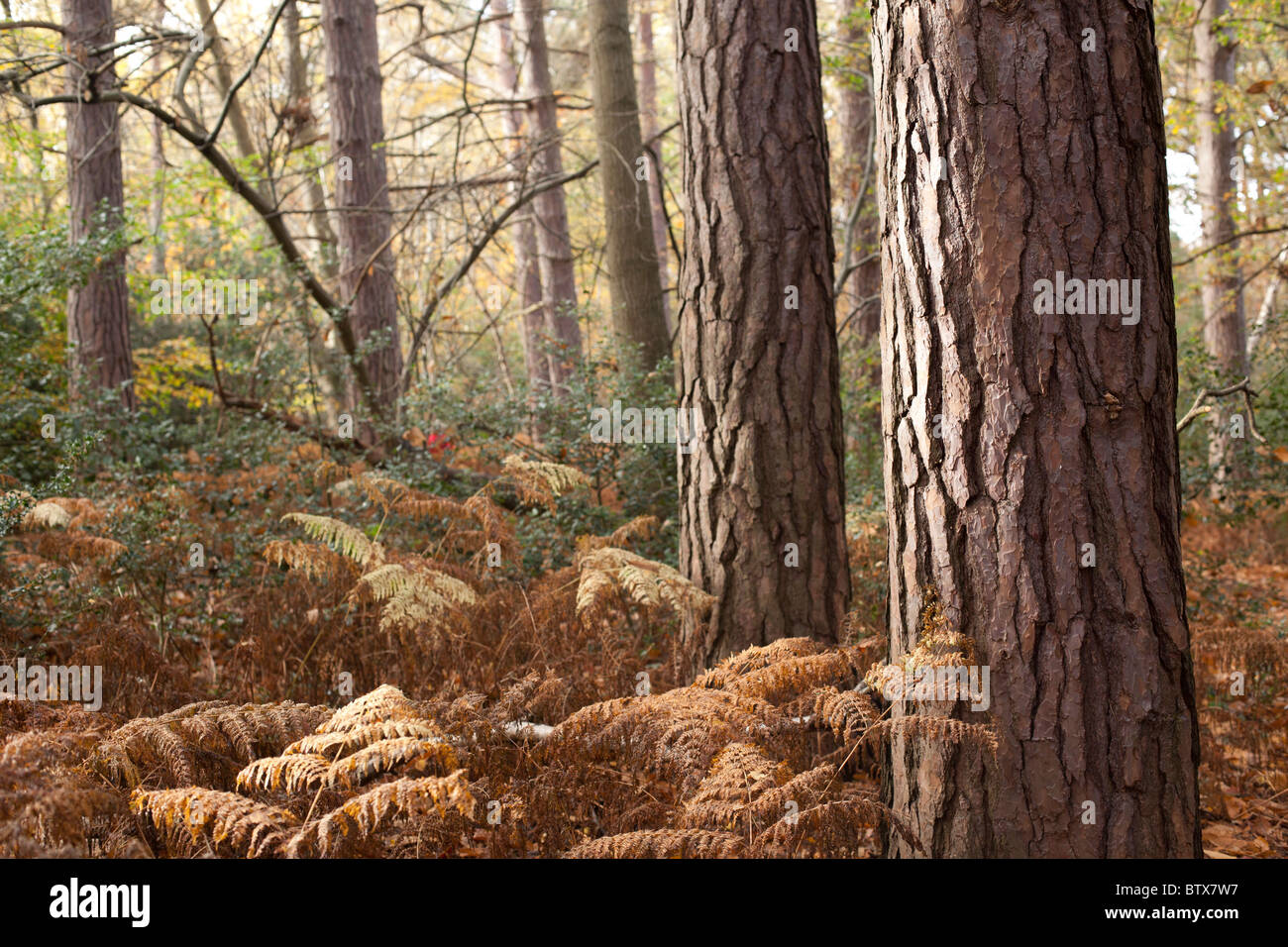 Woodlands woods forest hi-res stock photography and images - Alamy