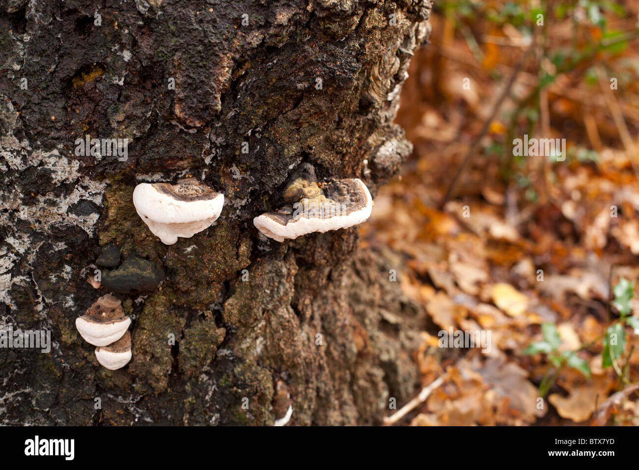 Fungi growing on tree trunk Stock Photo - Alamy