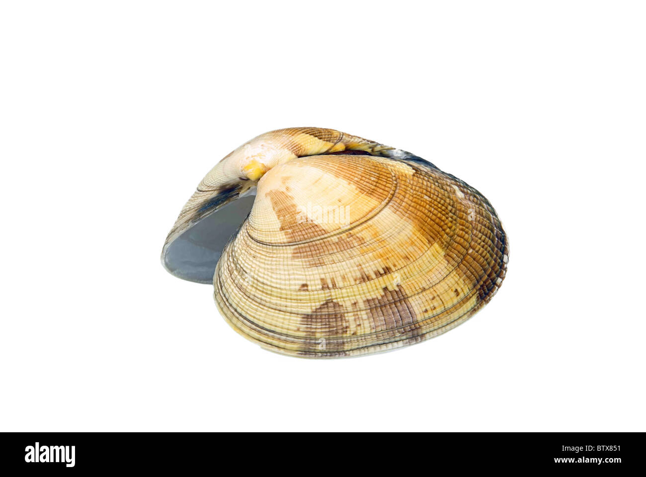 Muschel Schlichte Artemis - shell Dosinia Exoleta 01 Stock Photo - Alamy
