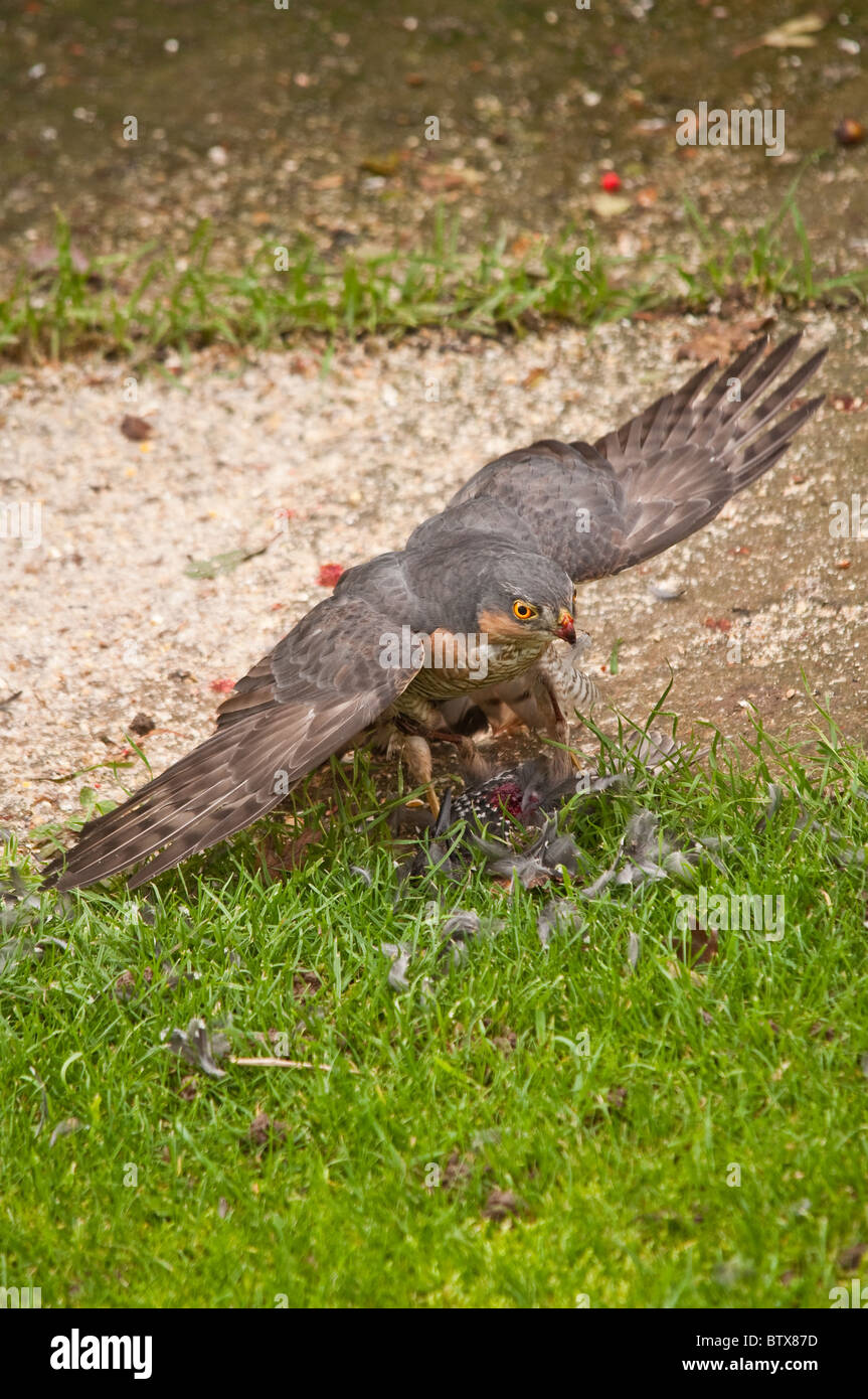 Sparrowhawk with kill Stock Photo - Alamy