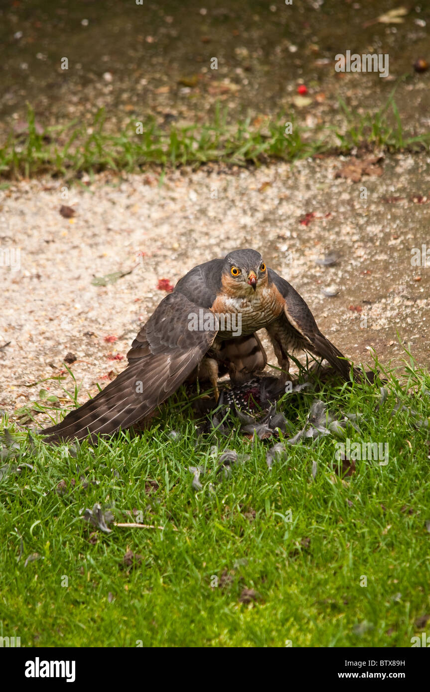 Sparrowhawk with kill Stock Photo - Alamy