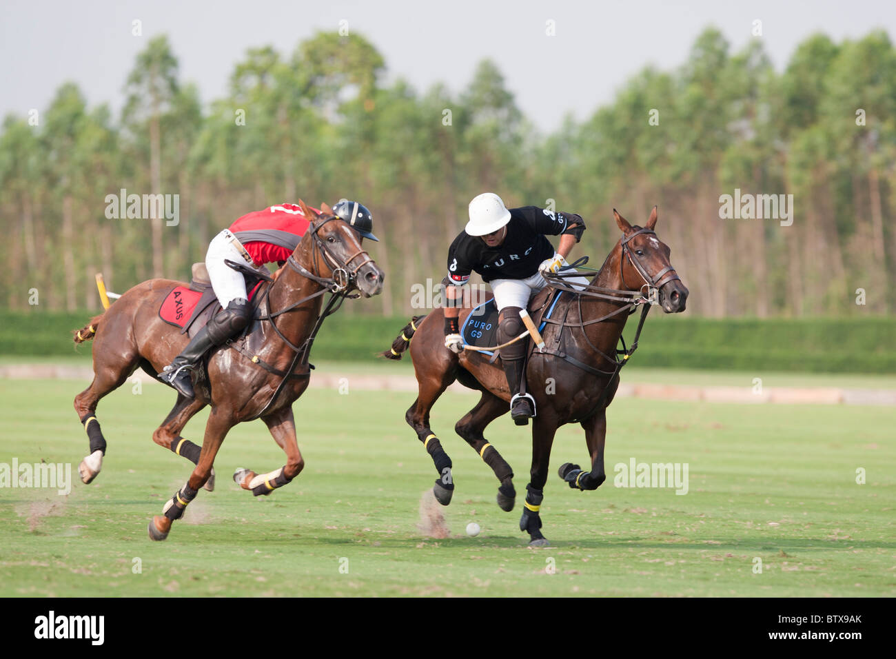 Polo horse hi-res stock photography and images - Alamy