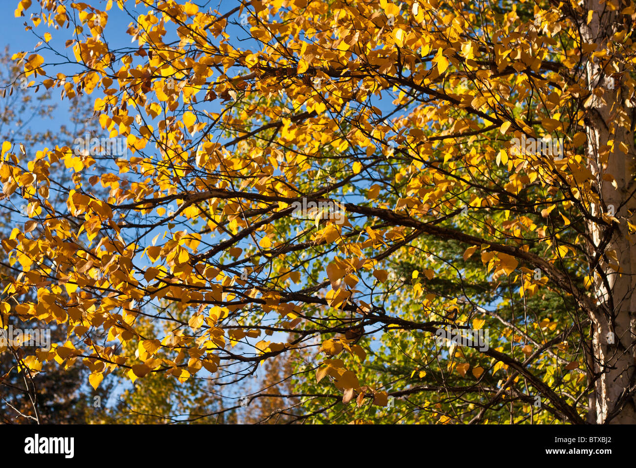 Iv tree hi-res stock photography and images - Alamy