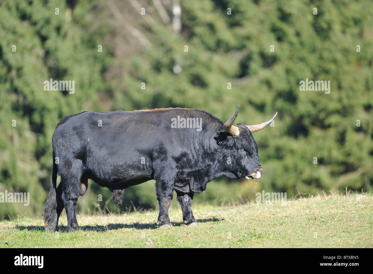 Bull standing in a hi-res stock photography and images - Alamy