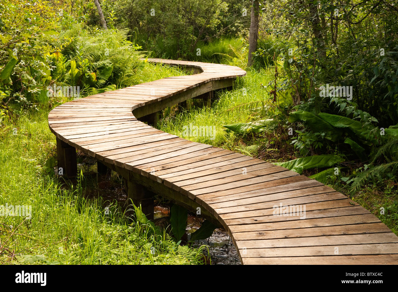 Skunk Cabbage self-guiding trail at stop area on Trans Canada Highway 1 ...