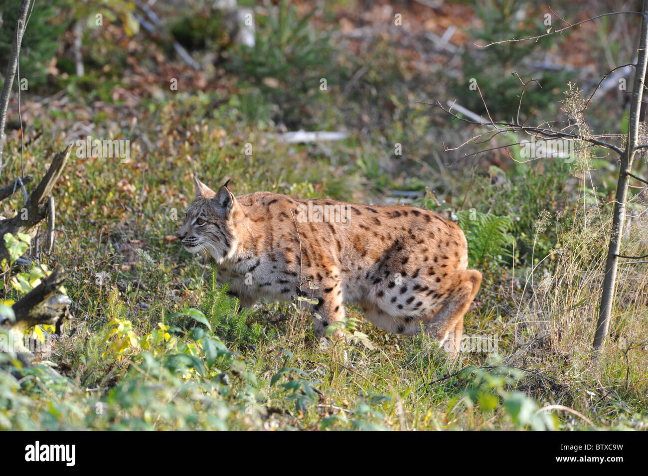 Eurasian lynx - European lynx (Lynx lynx) approaching a prey (bird ...