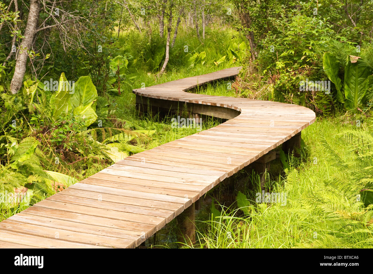 Skunk Cabbage self-guiding trail at stop area on Trans Canada Highway 1 ...