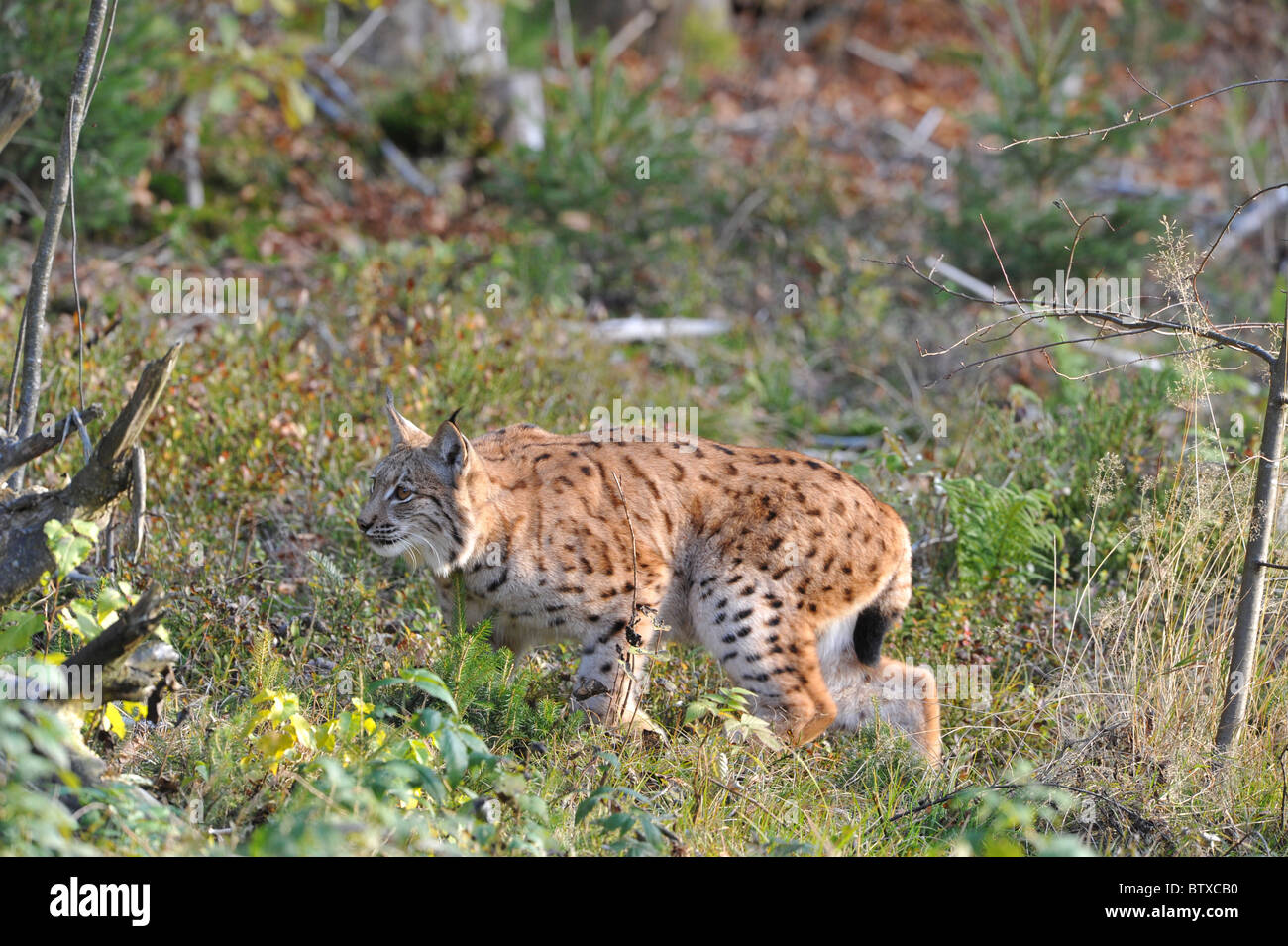 European lynx hunt hi-res stock photography and images - Alamy