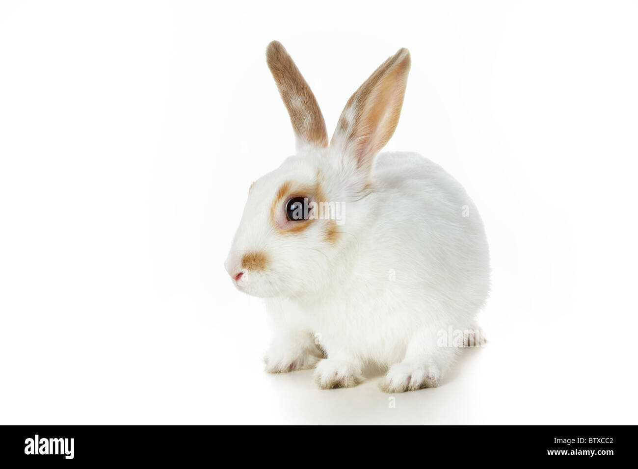 Rabbit on white hi-res stock photography and images - Alamy