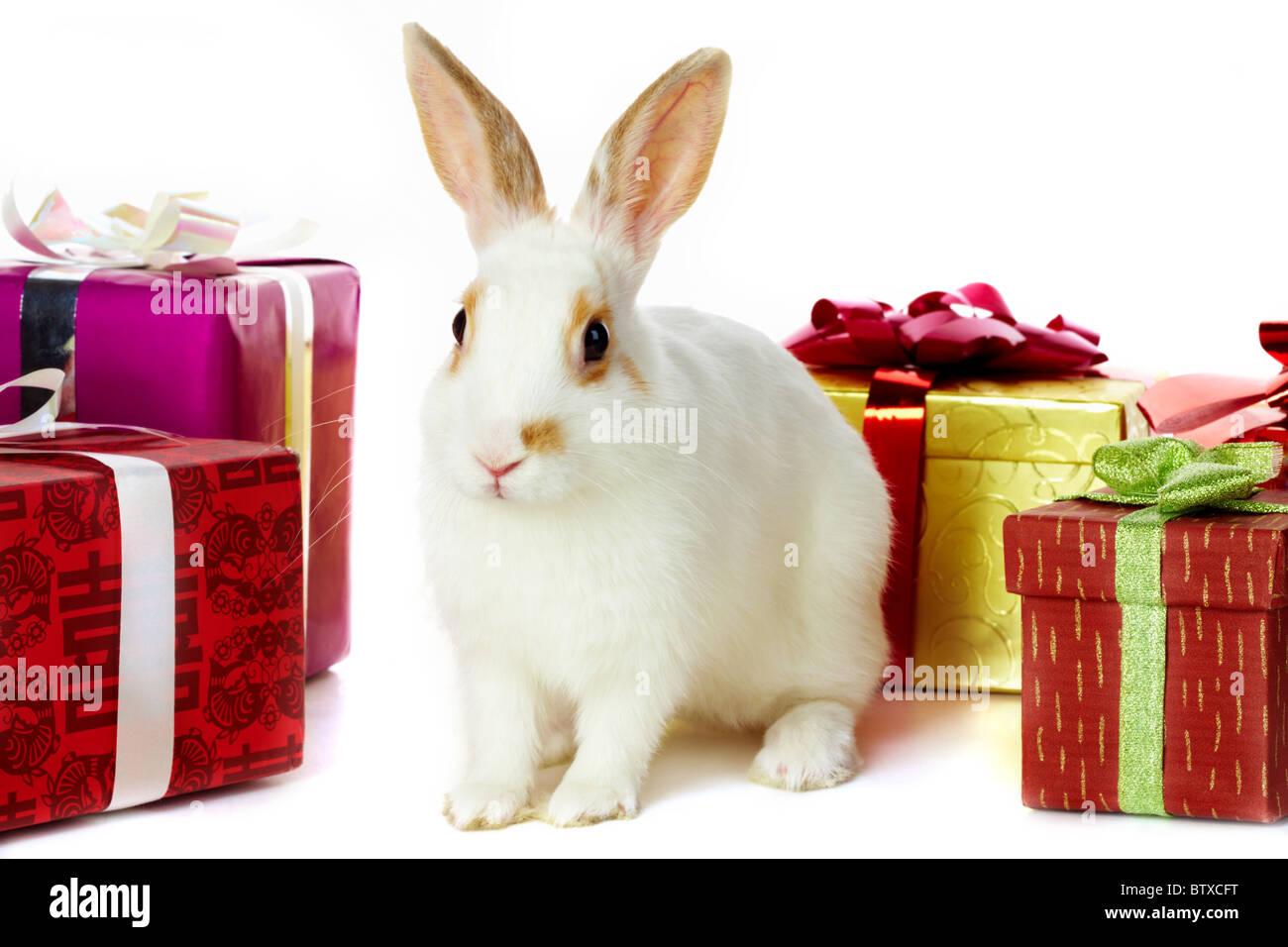 Rabbit surrounded hi-res stock photography and images - Alamy
