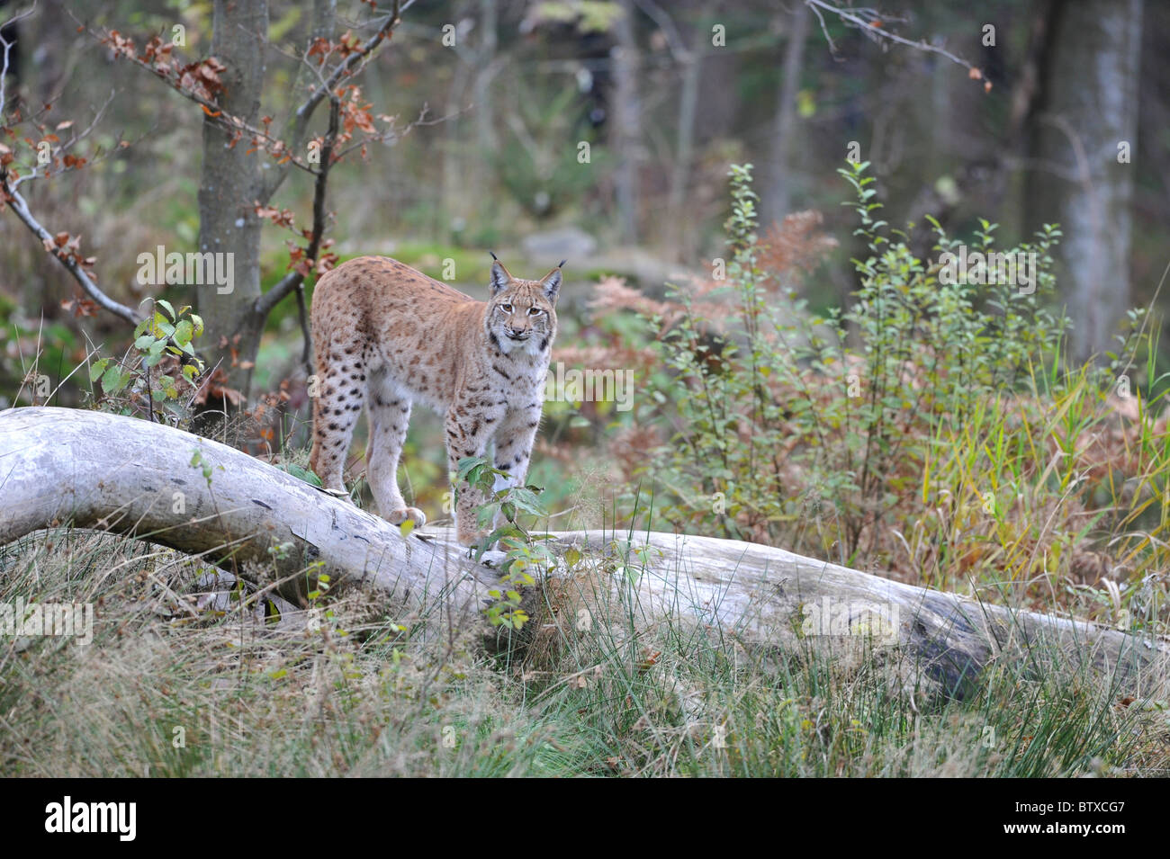 Eurasian lynx - European lynx (Lynx lynx) standing on a fallen dead ...